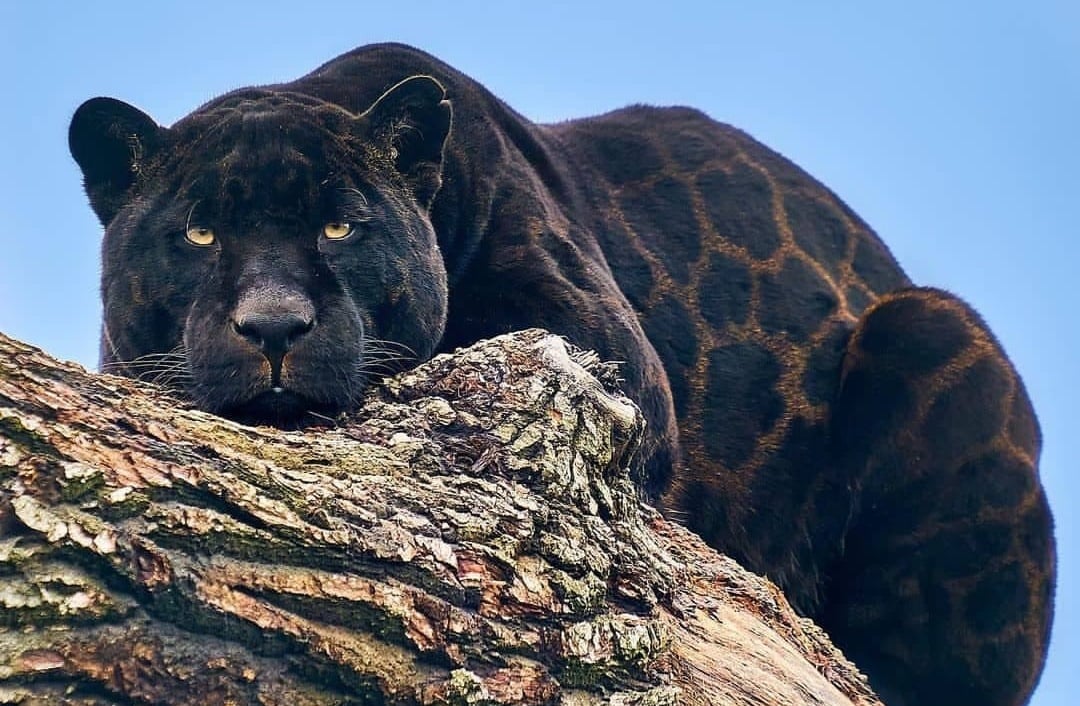 Rara “onça-pintada negra” é vista na Estação Ecológica