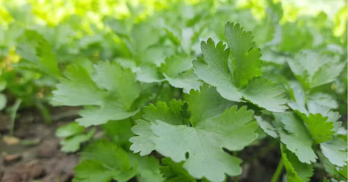 Como cultivar coentro: passo a passo para ter tempero fresco